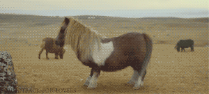 The Etymology of “Scalawag” (or “Scallywag”) – Useless Etymology