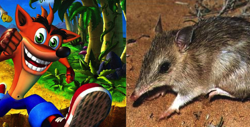 The Etymology of “Bandicoot” – Useless Etymology