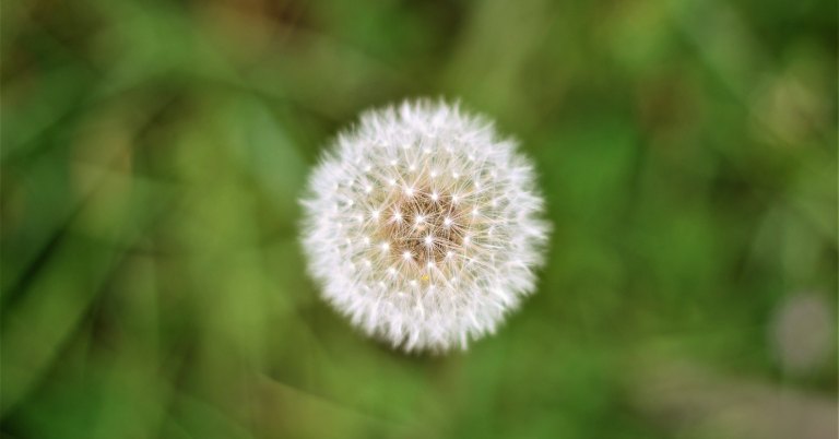 The Etymology of “Dandelion” – Useless Etymology