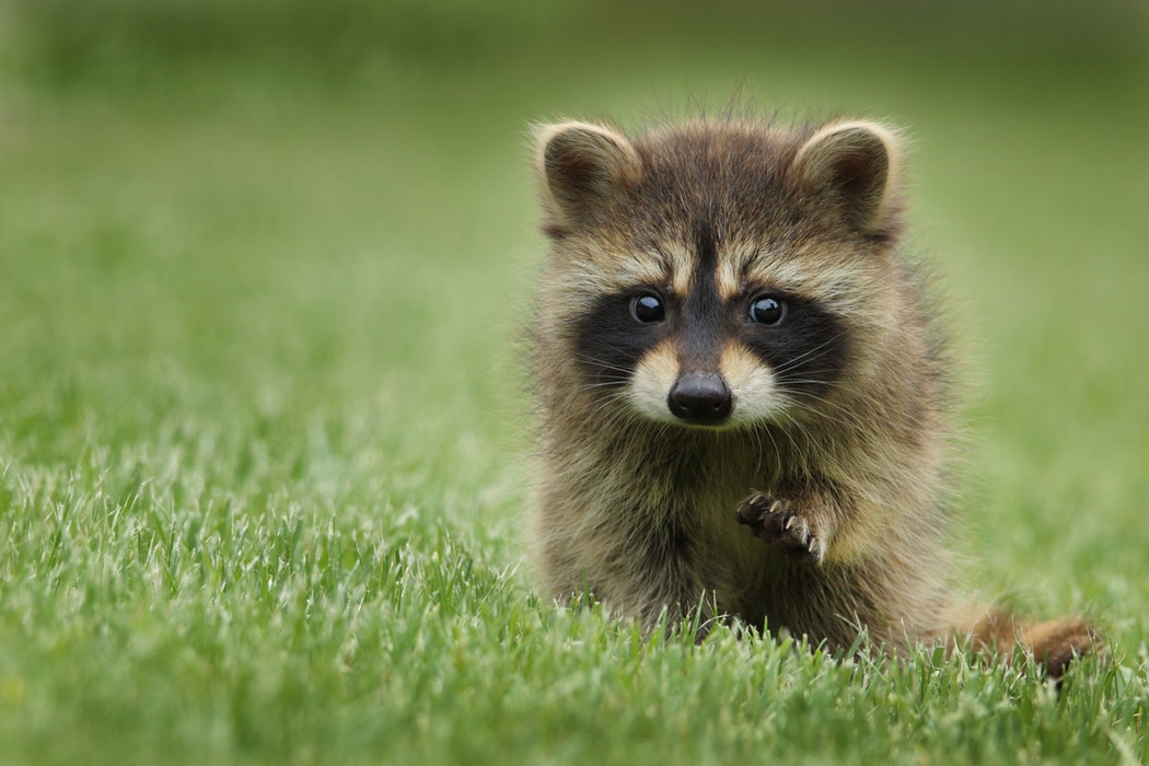 The Etymology of “Raccoon” and “Coon” – Useless Etymology