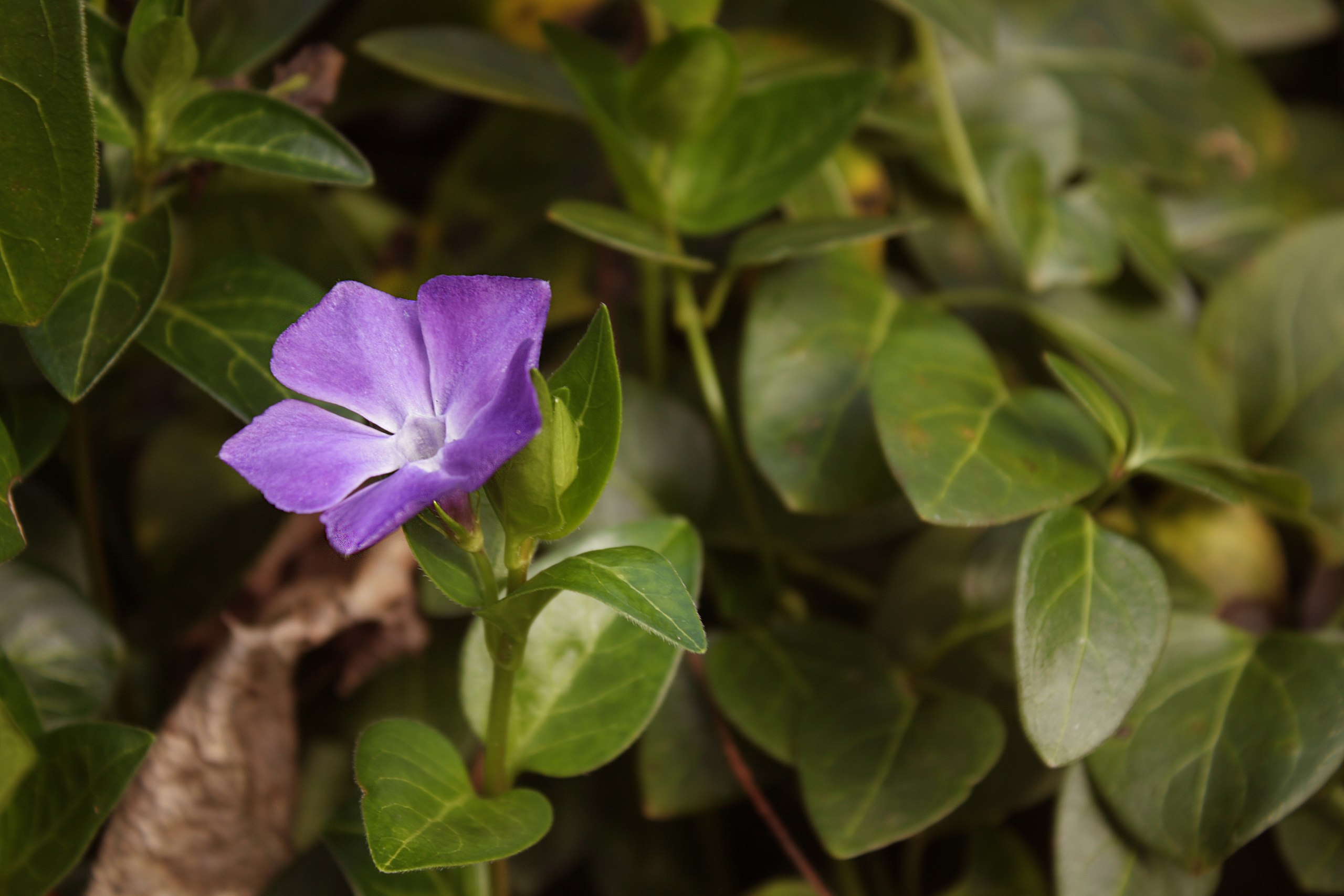 The Etymology of “Periwinkle” – Useless Etymology